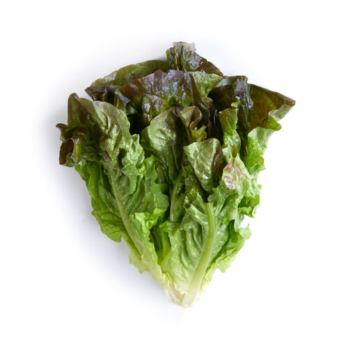 Red Leaf Lettuce
